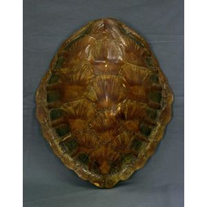 Preserved turtle and tortoise shells - price guide and values