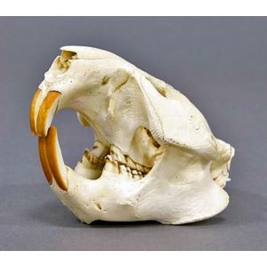 13 cm Beaver Skull: A Natural History Specimen - Natural History ...