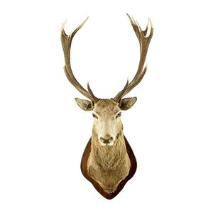 Large Stag Head Taxidermy Display - Natural History - Industry Science ...