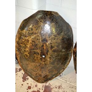 Giant Turtle Shell - Natural History - Industry Science & Technology
