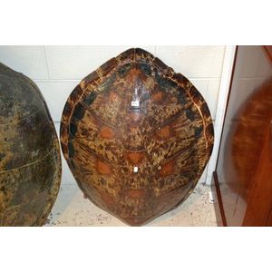 Giant Turtle Shell - Natural History - Industry Science & Technology