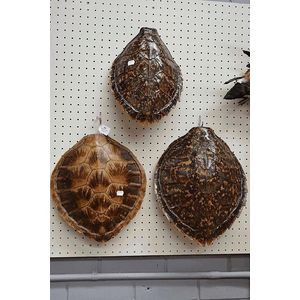 Antique Sea Turtle Shells Collection - Natural History - Industry ...
