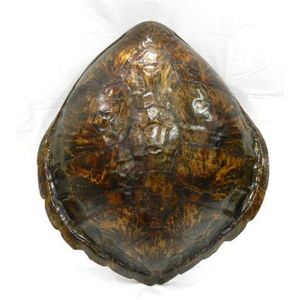 Preserved turtle and tortoise shells - price guide and values