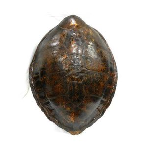 Preserved turtle and tortoise shells - price guide and values