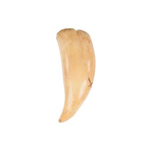Fiji tribal artefacts, tabua (polished tooth) - price guide and values