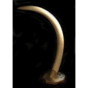 Mounted Ivory Elephant Tusk, 2.2m Height, 32.5kg Weight - Natural ...