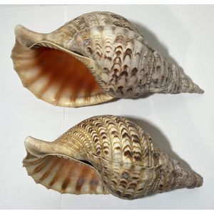 Pair of Large Conch Shells: Triton Trumpet, 35 & 29cm - Natural History ...