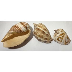 Set of Three Volute Shells, Sizes Vary from 15-24 cm - Natural History ...