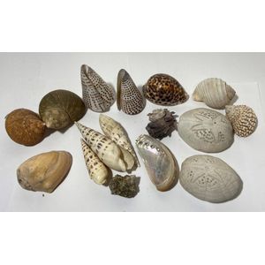 Assorted Seashell Collection: Gopher Urchins, Cowries, Conus Shells ...