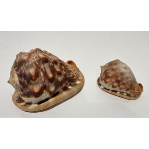 Helmet Conch Shells Pair: 9 & 15 cm, Chipped Edge - Natural History ...