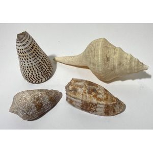 Assorted Shells Collection: Conus Shell and Three Others [4] - Natural ...