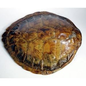 Preserved turtle and tortoise shells - price guide and values