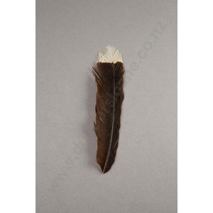 Rare 17cm Huia Feather - Natural History - Industry Science & Technology