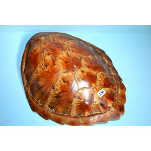 Preserved turtle and tortoise shells - price guide and values