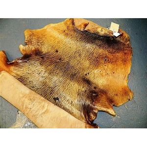 Large Beaver Skin - 105 x 60 cm - Natural History - Industry Science ...