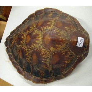 Vintage Turtle Shell Collectible - Natural History - Industry Science ...