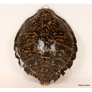 Preserved turtle and tortoise shells - price guide and values