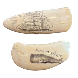 Whale Tooth Collection: Strathdon 1885 and Sperm Whale Teeth - Natural ...