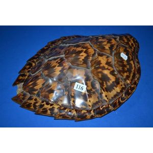 Vintage Tortoise Shell Collectible - Natural History - Industry Science ...