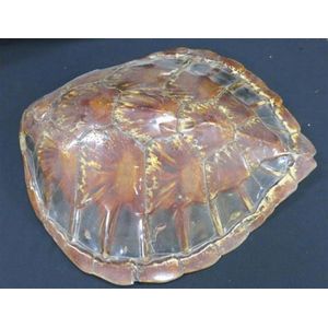 Preserved turtle and tortoise shells - price guide and values