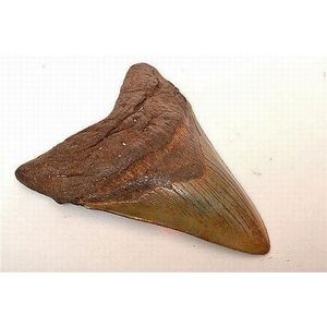 USA Megalodon Tooth - Natural History - Industry Science & Technology