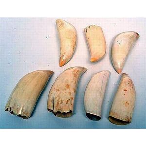 Assorted Whales Teeth Collection - Natural History - Industry Science ...