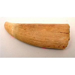 Authentic Sperm Whale Tooth - Natural History - Industry Science ...