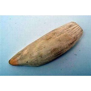 Authentic Sperm Whale Tooth - Natural History - Industry Science ...