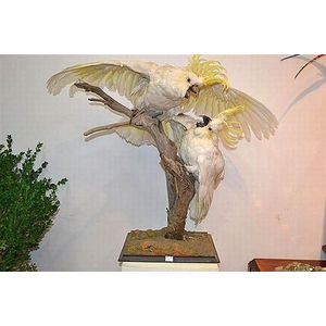 Fierce Cockatoos on Branch - Natural History - Industry Science ...