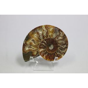 Ammonite Fossil Cross Section - 10 cm Wide - Fossils and geodes ...