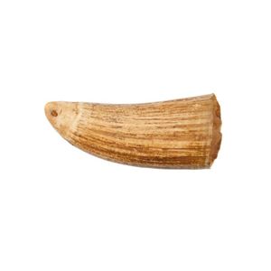 Fiji tribal artefacts, tabua (polished tooth) - price guide and values
