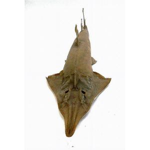 Shovel Nose Guitarfish Full Body Mount - 90 cm - Natural History ...
