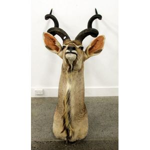 Wall-mounted Kudu Head - 165cm Height - Natural History - Industry ...