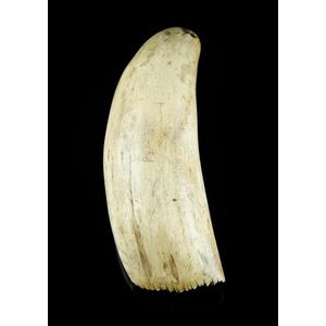 19th Century Whale Tooth, 16.5 cm Long - Natural History - Industry ...