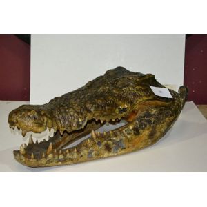 1950's Crocodile Head Trophy, 80cm - Natural History - Industry Science ...