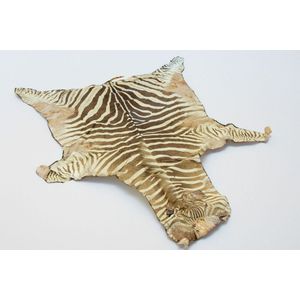 Zebra Skin from Estate of John Lawford - Natural History - Industry ...