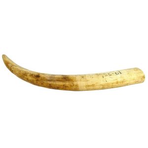 Aged Ivory Elephant Tusk with Game Park Numbers - Natural History ...
