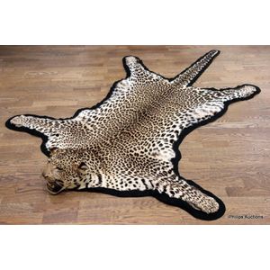 East African Leopard Skin Rug with Head Mount - Natural History ...