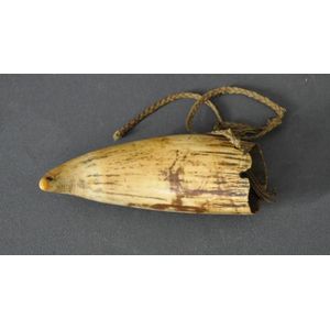 Fiji tribal artefacts, tabua (polished tooth) - price guide and values