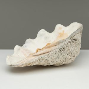 Large 38 cm Clam Shell: A Beachcomber's Treasure - Natural History ...