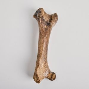 Preserved Leg Bone of Little Bush Moa from Aotearoa - Natural History ...