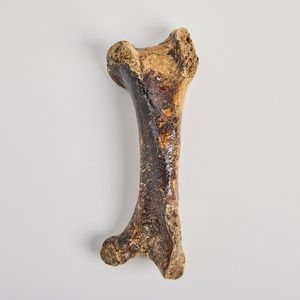 Preserved Leg Bone of Little Bush Moa from Aotearoa - Natural History ...