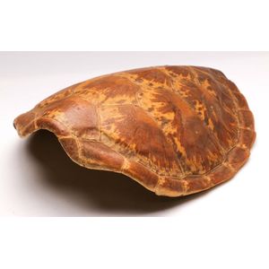 Preserved turtle and tortoise shells - price guide and values