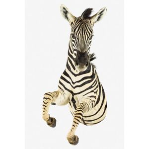 Rearing Zebra Taxidermy - Natural History - Industry Science & Technology