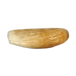 Fiji tribal artefacts, tabua (polished tooth) - price guide and values