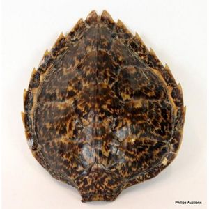 Preserved turtle and tortoise shells - price guide and values