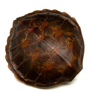 Preserved turtle and tortoise shells - price guide and values