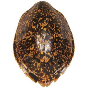 Preserved turtle and tortoise shells - price guide and values