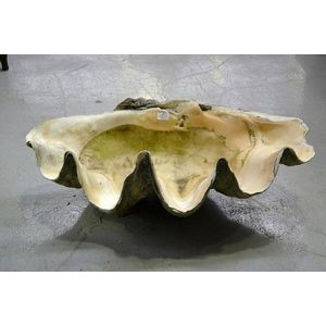 Jumbo Clam Shell: 90cm Wide Antique - Natural History - Industry ...
