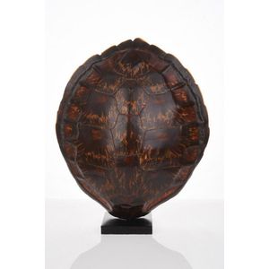 Preserved turtle and tortoise shells - price guide and values